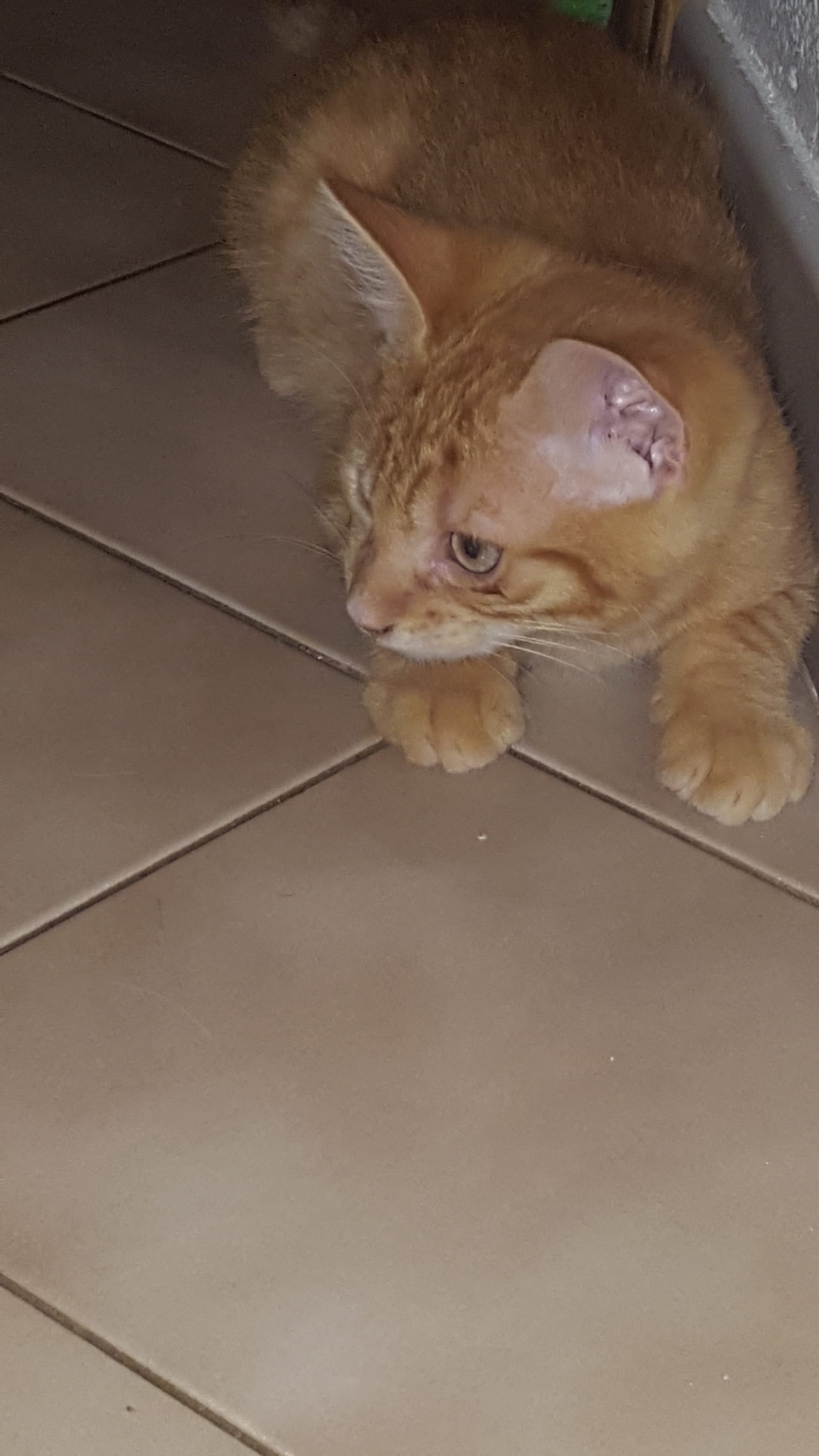 [Adopté] CHATON A ADOPTER – ROGERS | Ecole du Chat Riviera