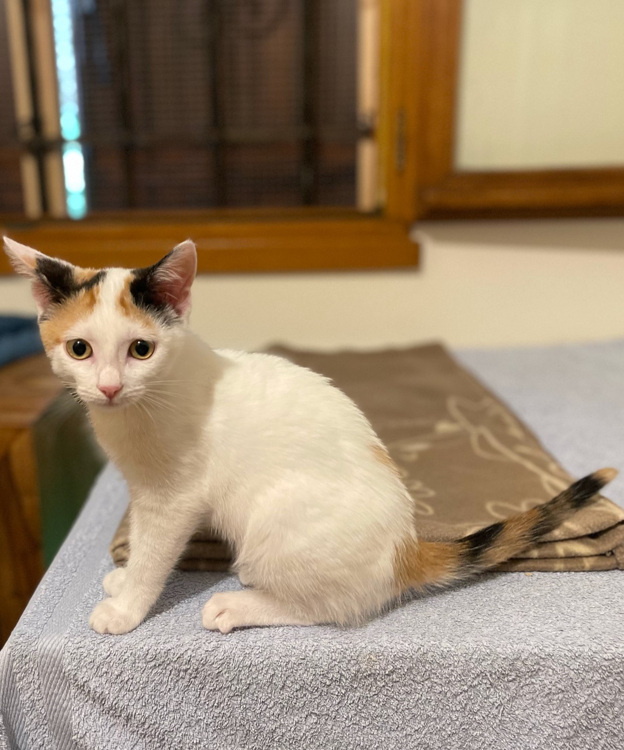 [Adoptée] CHAT A ADOPTER - IBEI - Ecole du Chat Riviera