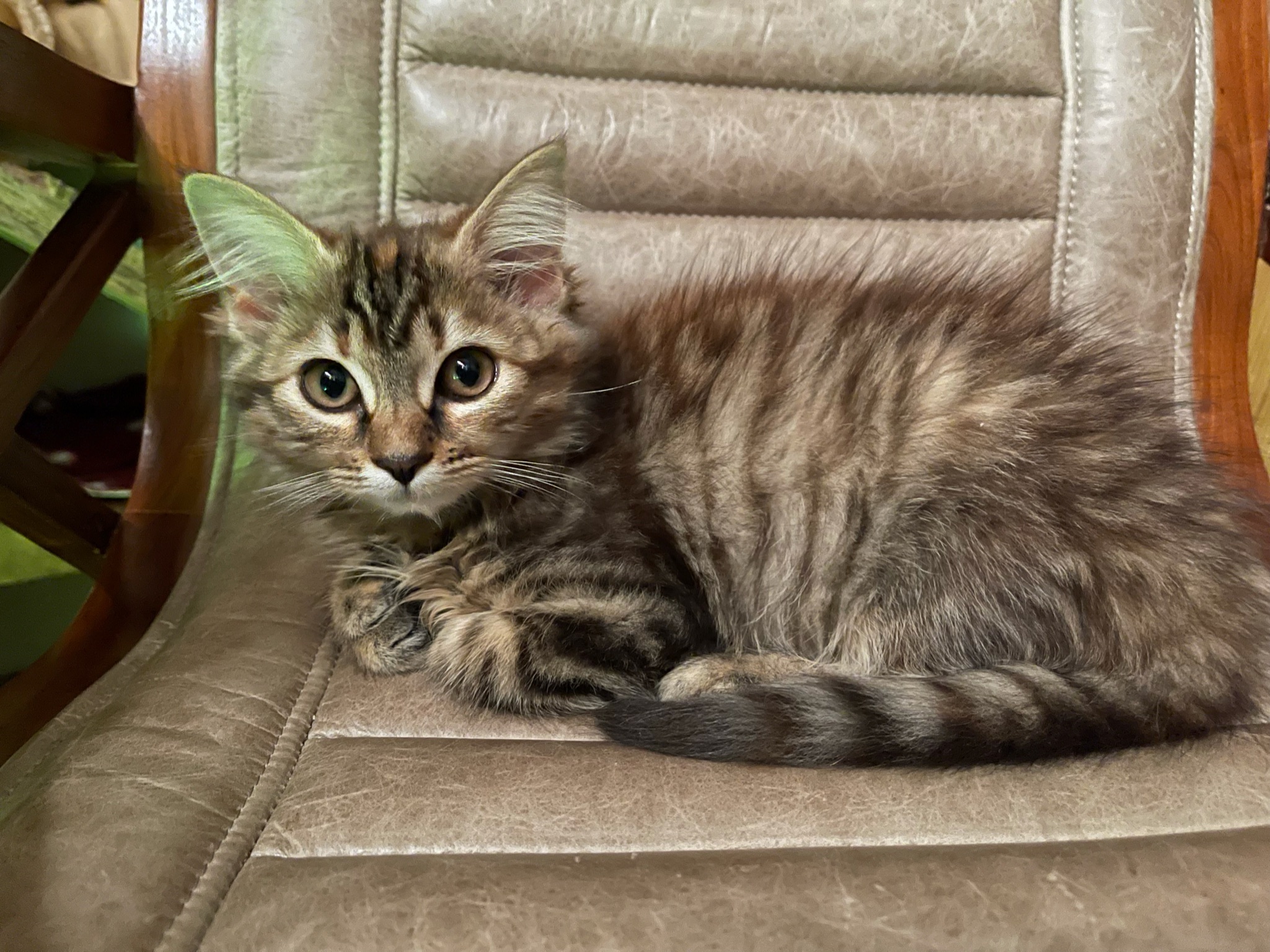 [Adopté] CHAT A ADOPTER - IRIS - Ecole du Chat Riviera [Adopté] CHAT A ...