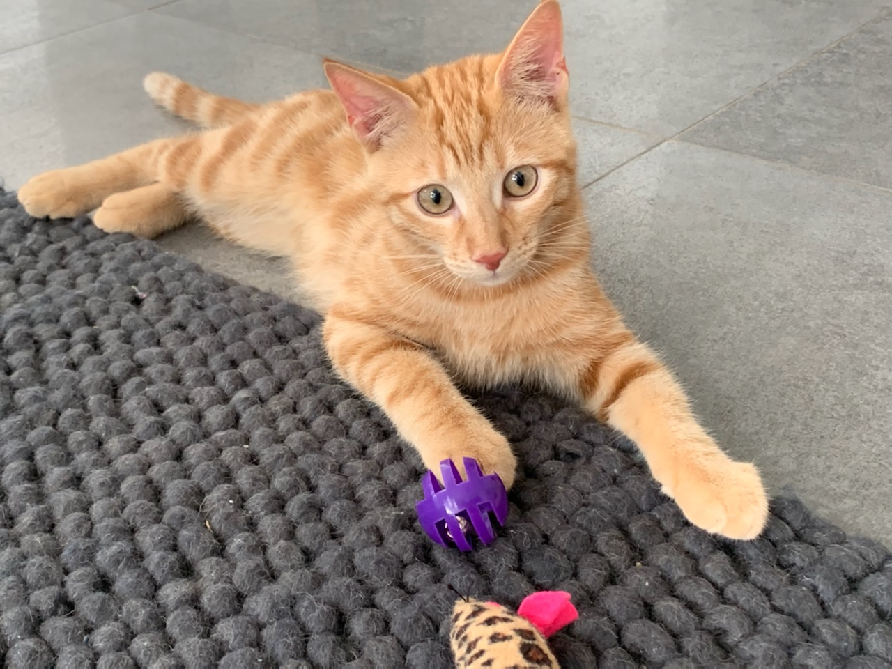 [Adopté] CHAT A ADOPTER - BORIS Adoption